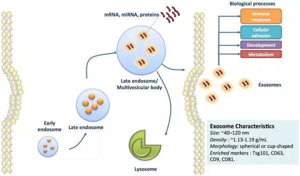ExoCarta：外泌体相关标志物数据库 - 知乎