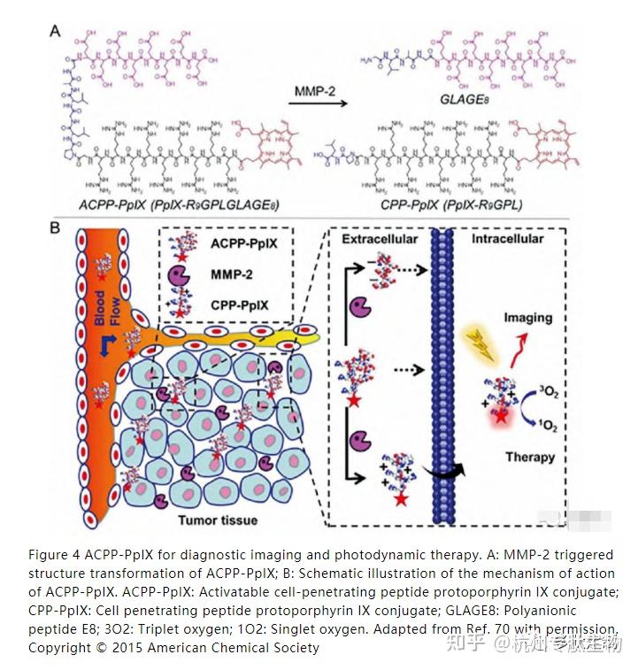 多肽-药物键合物用于肿瘤靶向诊疗 - 知乎