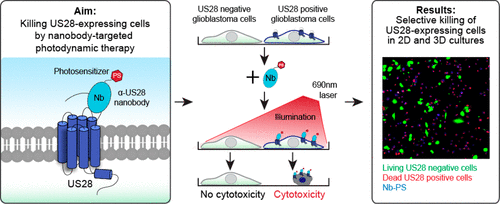 靶向GPCR的ADC - 知乎