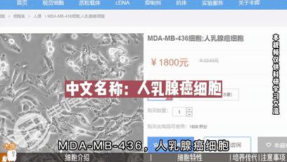 MDA-MB-436细胞培养，人乳腺癌细胞培养攻略 - 丰晖生物 - 知乎
