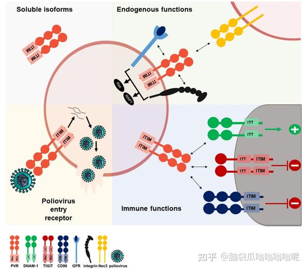 TIGIT靶点调研 - 知乎