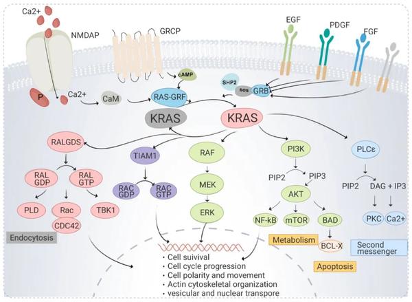 一文读懂 KRAS- MedChemExpress - 知乎