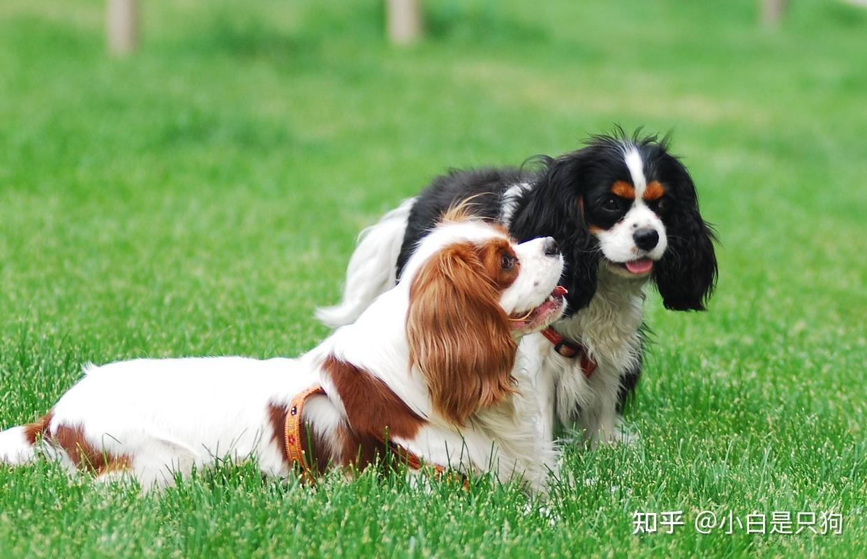 迪士尼在逃狗狗——“查理王小猎犬”，为何受追捧？ - 知乎