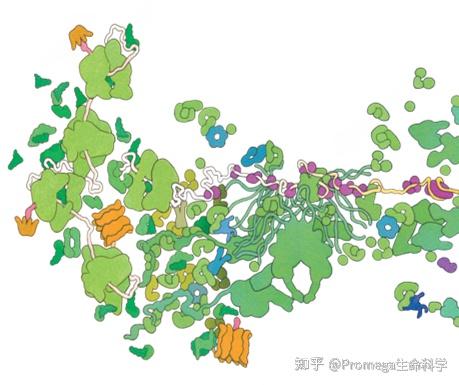 技术 | 深入解析TROP2抗体药物偶联物：OBI-992 - 知乎