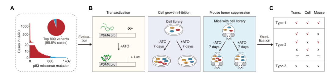 靶向p53新突破！上海交大团队首次在人体内恢复抑癌蛋白活性 - 知乎