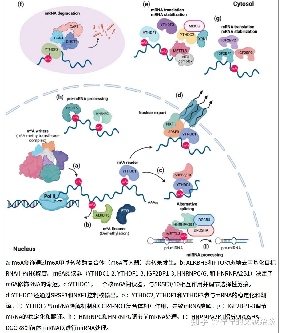 什么是m6A? - 知乎