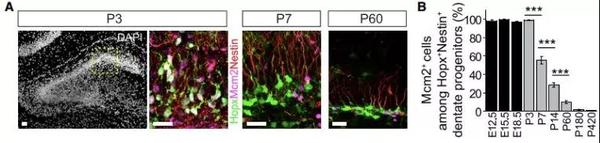 专家盛赞Cell | 神仙眷侣破解海马神经再生的“前世今生” - 知乎