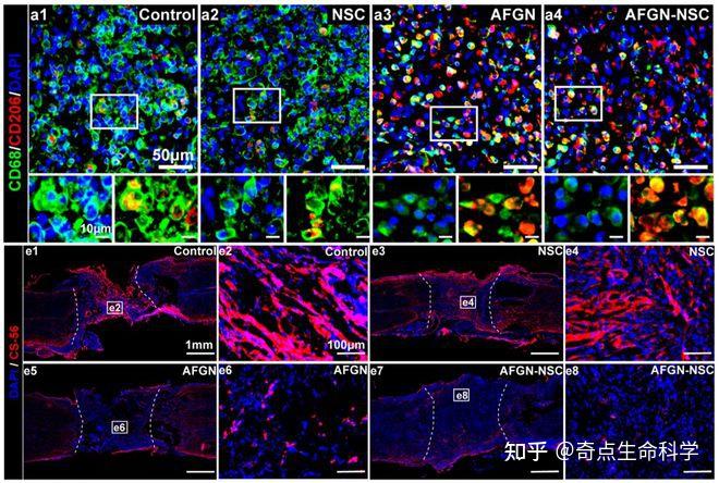 开发一种AFGN，为生物材料联合干细胞促进脊髓再生提供新思路 - 知乎
