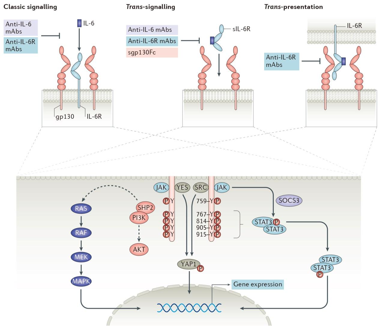 IL-6：“我本就天生强大，何须自然要强” - 知乎