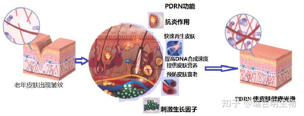 PDRN的相关作用机制 - 知乎