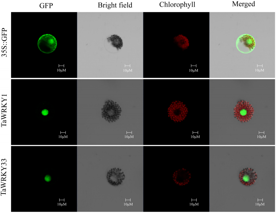 转录因子研究套路（三） - 知乎