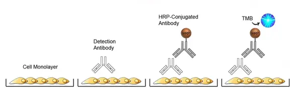 干货分享 | 生物活性检测系列四：ELISA - 知乎