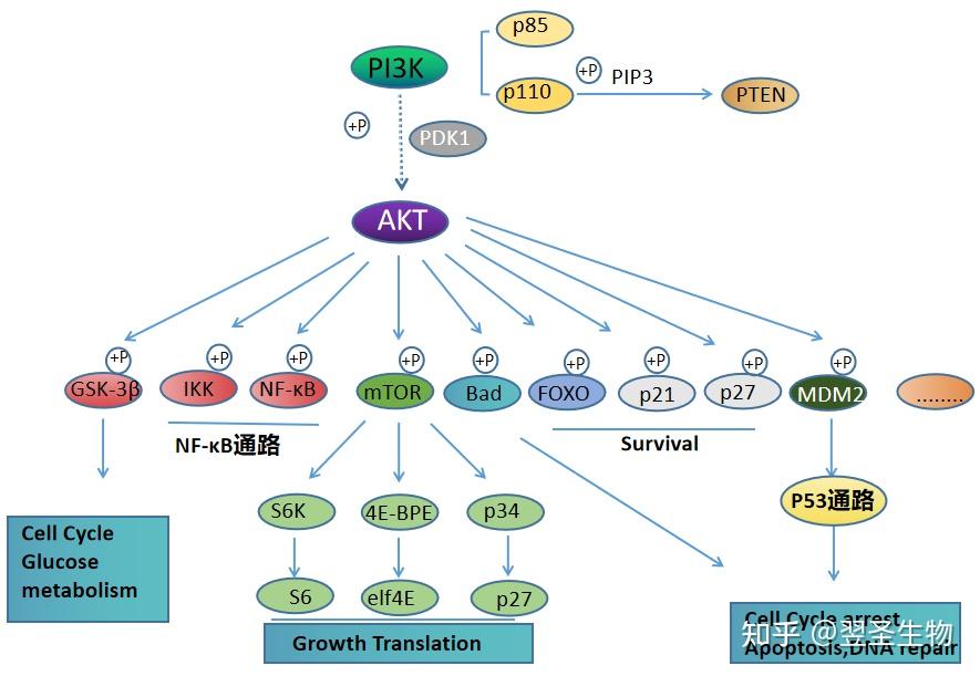 PI3k-AKT-mTOR信号通路相关抗体及研究 - 知乎