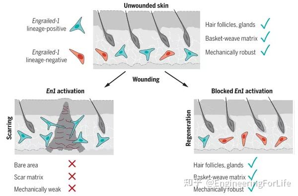 Science:抑制成纤维细胞Engrailed-1表达实现无痕化愈合 - 知乎