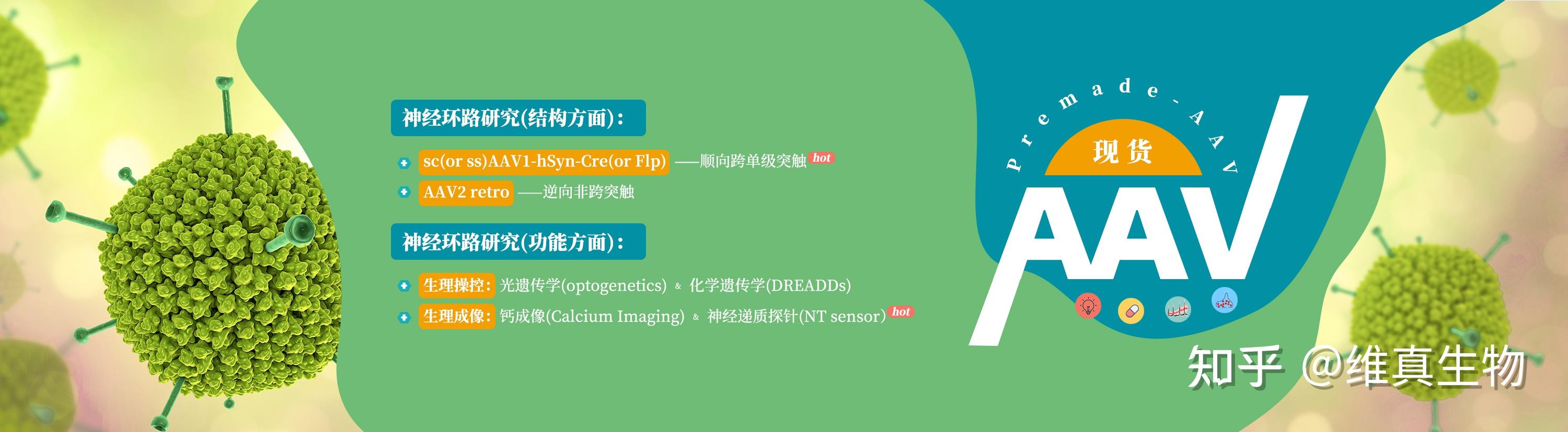 神经研究中『可顺向跨单级突触』的AAV血清型-AAV1 - 知乎