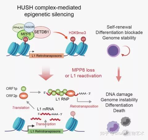 Nat Genetics亮点 | 徐剑团队报道跳跃基因的抑癌效应 - 知乎