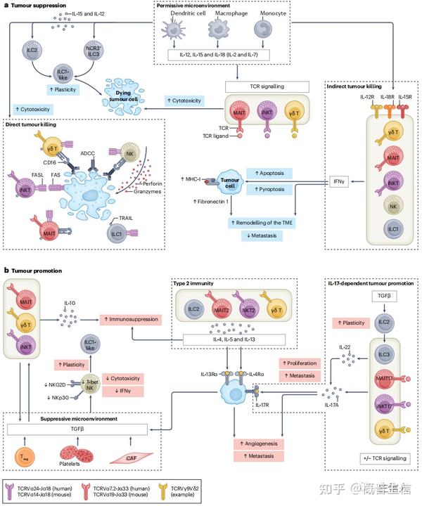 Nature reviews cancer：固有免疫及适应性免疫 - 知乎