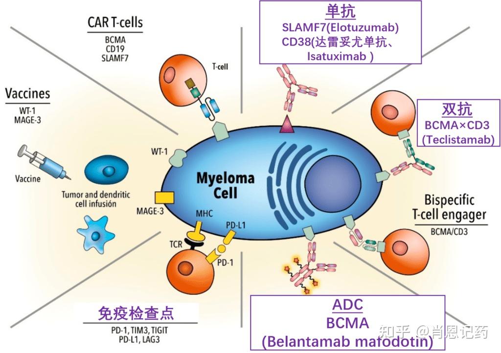 记住所有FDA生物药 | BCMA×CD3双抗 | Teclistamab 泰克力斯妥单抗 | 及5款多发性骨髓瘤(MM)药物 - 知乎