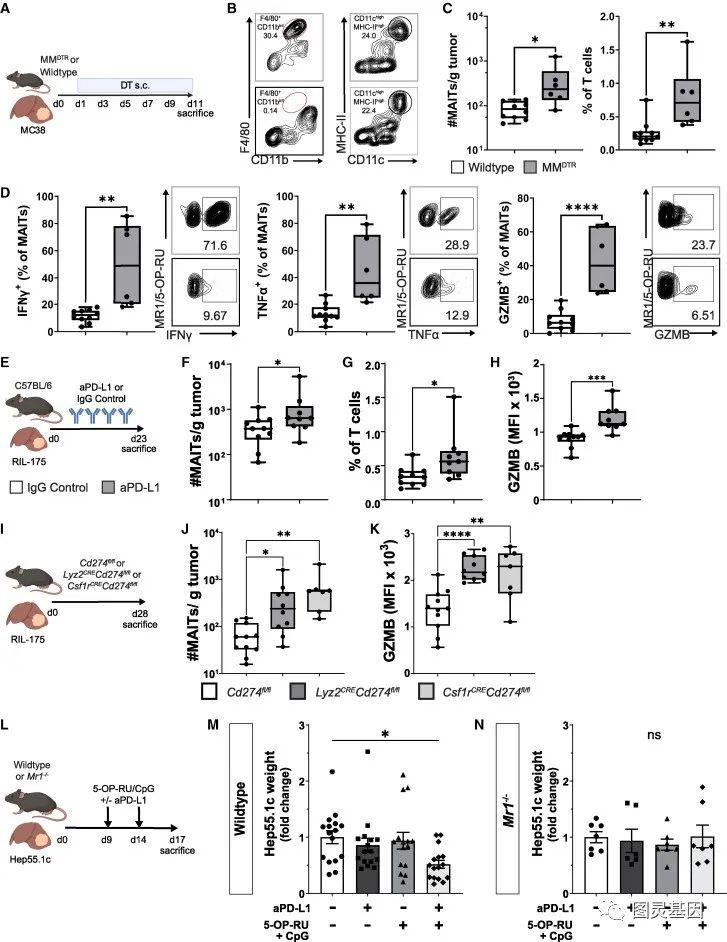 Cell | 肿瘤相关巨噬细胞触发肝癌侵犯边缘MAIT 细胞功能障碍 - 知乎