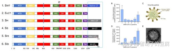 PNAS|共表达gag蛋白和嵌合Spike，开发VLP新冠mRNA疫苗 - 知乎