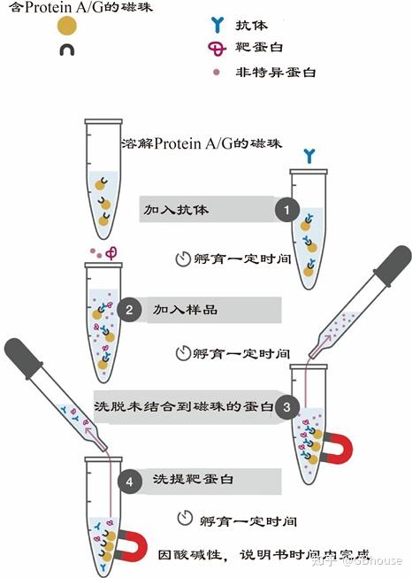 IP COIP ChiP RIP pull-down还在傻傻分不清楚？（理论知识） - 知乎