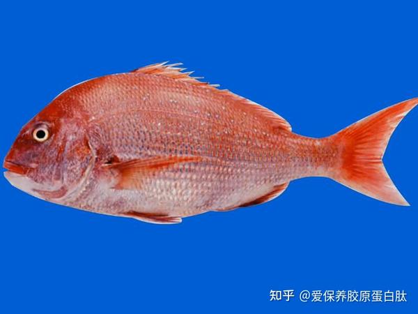 为什么要服用红鲷鱼胶原蛋白肽? - 知乎