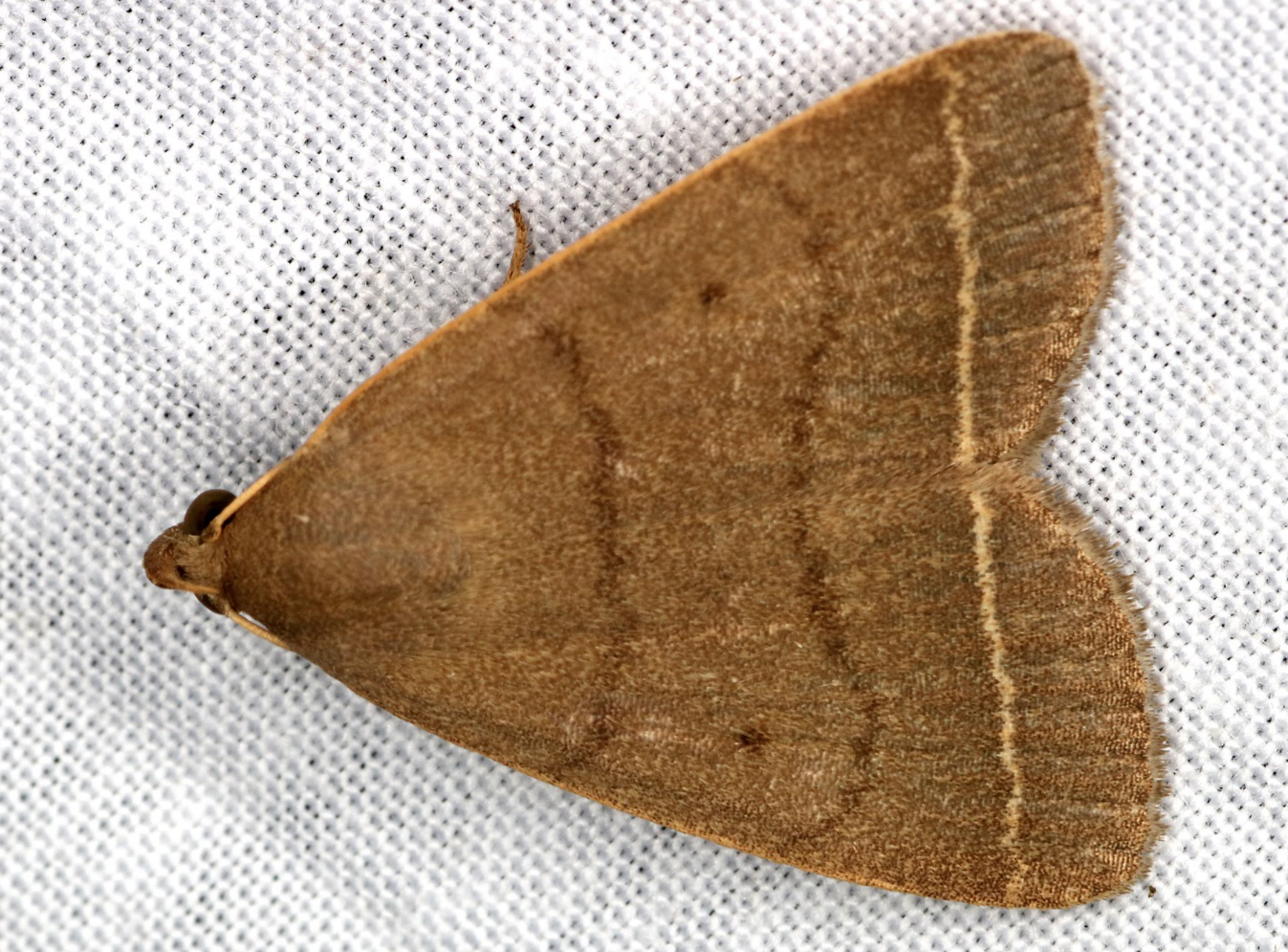 如何區分各種蛾類，比如夜蛾、螟蛾、燈蛾、毒蛾、尺蛾等各種蛾？ - GetIt01