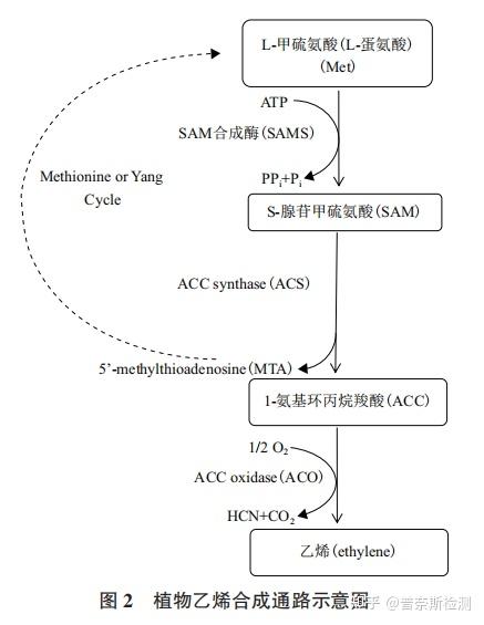 植物激素专题七：乙烯的生物合成、信号转导途径及作用 - 知乎