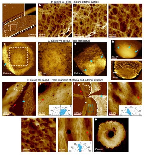 原位系列之原位AFM篇 - 知乎
