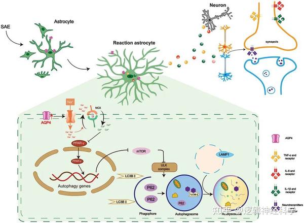 Adv Sci︱大连医科大学李韶课题组揭示AQP4通过抑制Nav1.6介导的星形胶质细胞自噬加重脓毒症相关脑病认知障碍 - 知乎