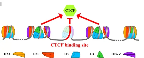 项目文章 | Nucleic Acid Research揭示组蛋白变体H2A.Z调控体内核小体的展开 - 知乎