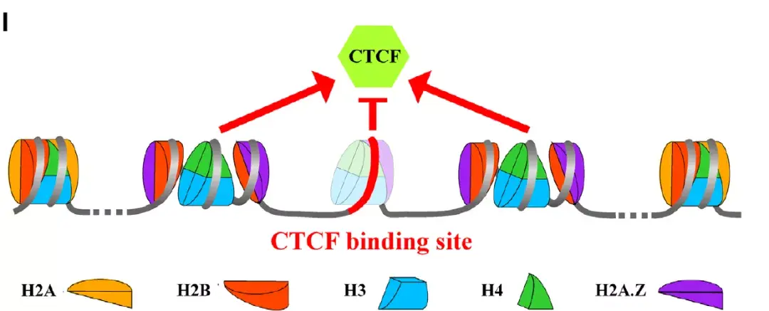 项目文章 | Nucleic Acid Research揭示组蛋白变体H2A.Z调控体内核小体的展开 - 知乎