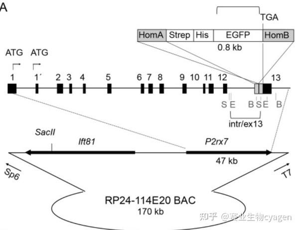 【每周一鼠】研究ATP能量运输的关键基因——P2rx7基因编辑小鼠 - 知乎