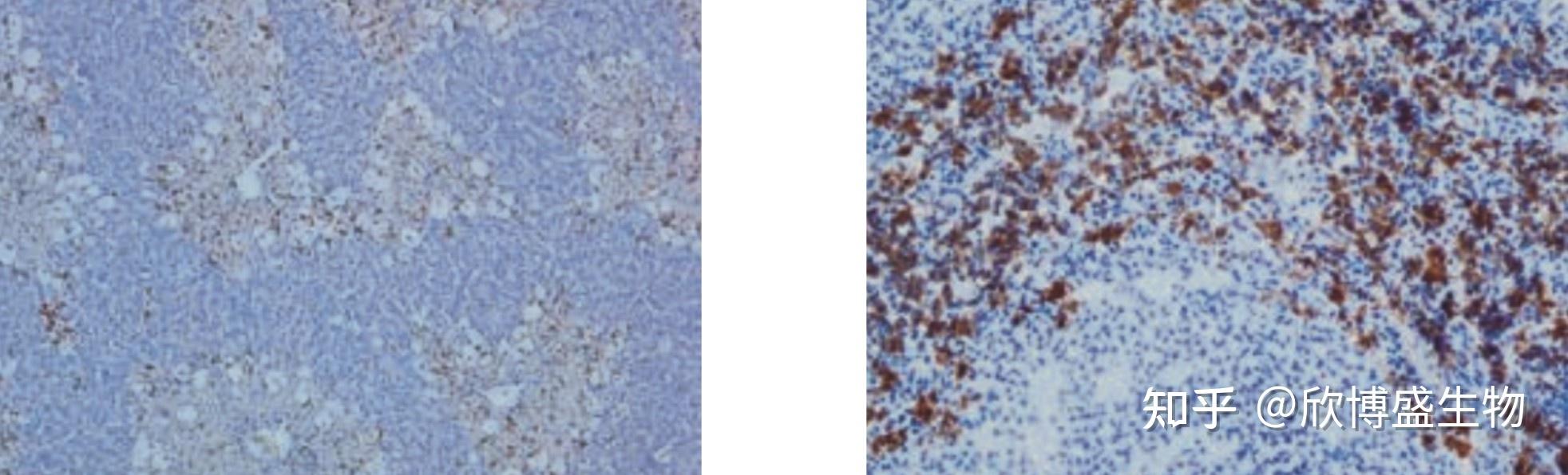 经典大鼠CD分子抗体---天然免疫学热点领域科研抗体(AbD Serotec®) - 知乎