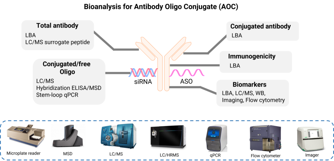 DMPK系列 | 寡核苷酸偶联抗体（AOC）药物：靶向优势、药代动力学及生物分析策略 - 知乎