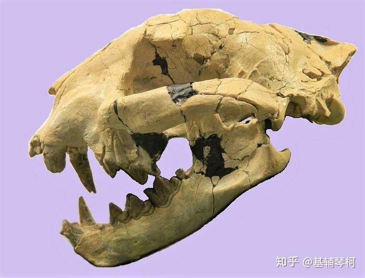 新生代巨兽猛兽及其他掠食者精简名录：古兽争锋榜（古近纪篇） - 知乎
