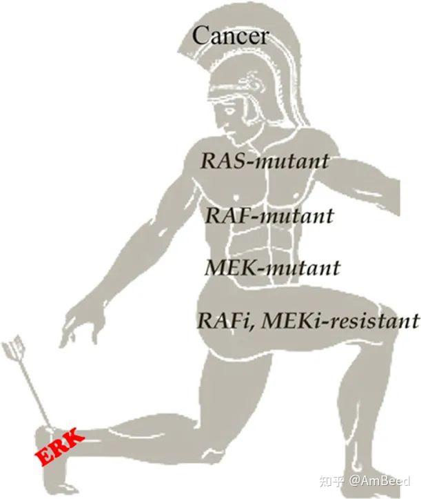 【AmBeed解读】ERK的作用机制及相关抑制剂 - 知乎