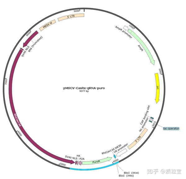 靶向RNA的CRISPR/CasRx - 知乎
