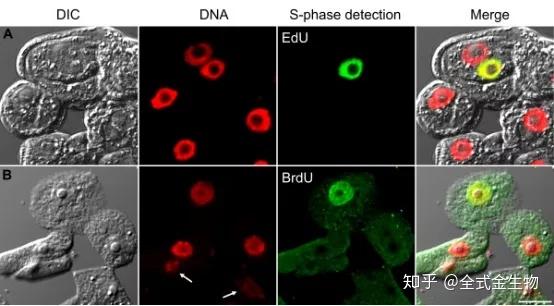 【细胞生物学原创系列十四】EdU作用原理及应用 - 知乎
