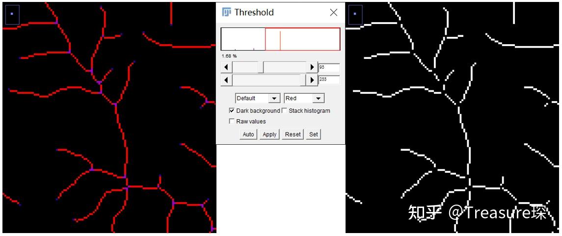 ImageJ实用教程——骨架化分析(定量分析篇) - 知乎