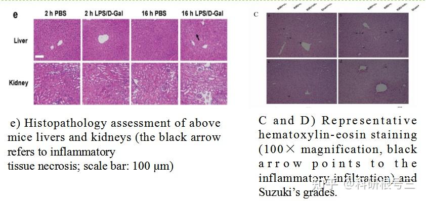 关于高分文章中染色类图柱的翻译，你知道哪些技巧能让你的文章锦上添花吗？ - 知乎