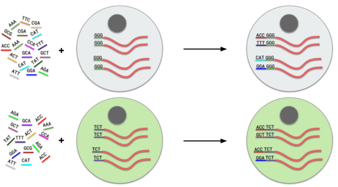 一文读懂scRNA-seq数据分析（经典教程，建议收藏） - 知乎