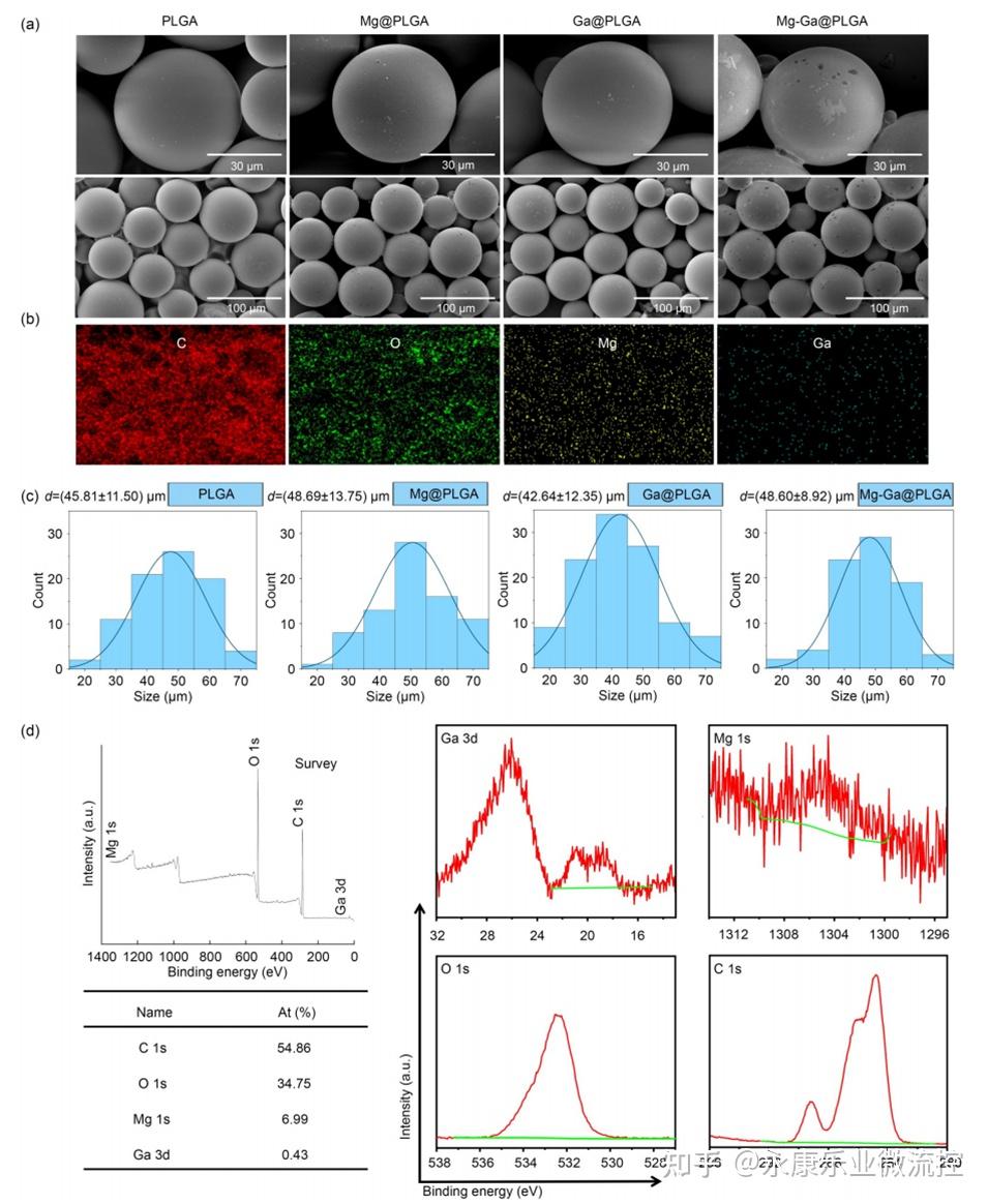 天津环境医学与作业医学研究所王新兴&天津医科大学口腔医院陈刚：镁镓共负载微球通过促进成骨和抗菌作用加速骨修复 - 知乎