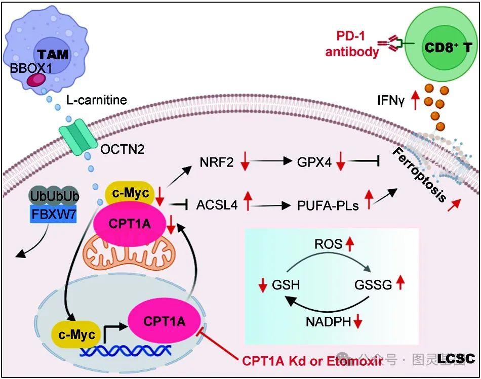 STTT | 靶向CPT1A可诱导铁死亡并与肺癌免疫治疗产生协同作用 - 知乎