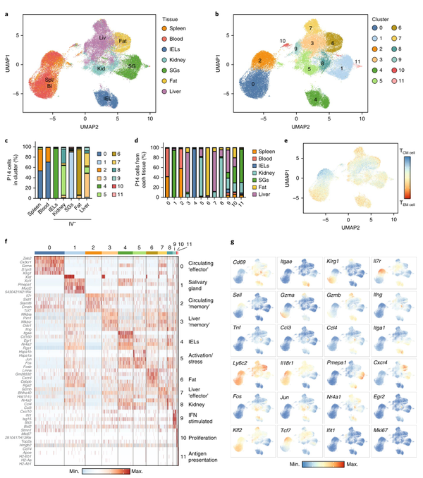 Nat Immu | CD8+ T细胞组织特异分化图谱 - 知乎