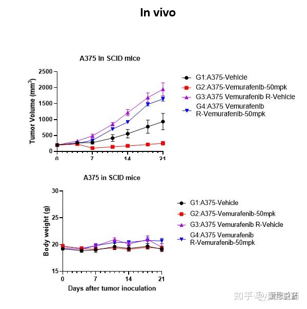 A375 Vemurafenib R耐药株体内模型介绍 - 知乎