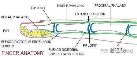 【北体运人考研·三个月带你学完解剖】Day9-关节的分类 - 知乎