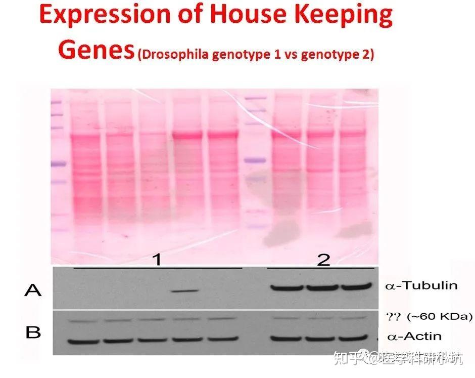 GAPDH，Tubulin，Actin选哪个做WB内参更好？ - 知乎