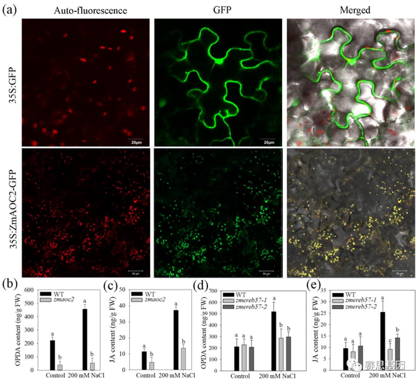 【PLANT CELL ENVIRON】ZmEREB57通过两种不同的信号通路调节玉米OPDA的合成并增强盐胁迫耐受性 - 知乎