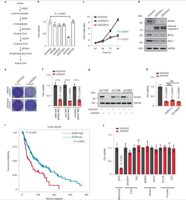 Nat Cell Bio | NRF2调节凋亡信号介导黑色素瘤对GCDH的依赖 - 知乎